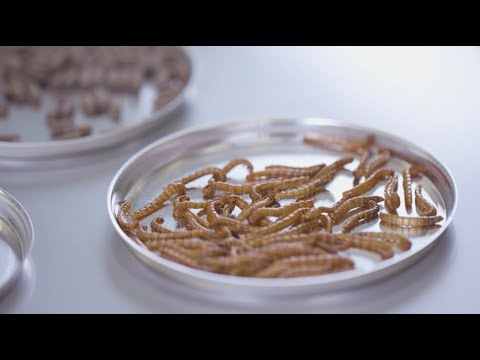 Insect Technology Center