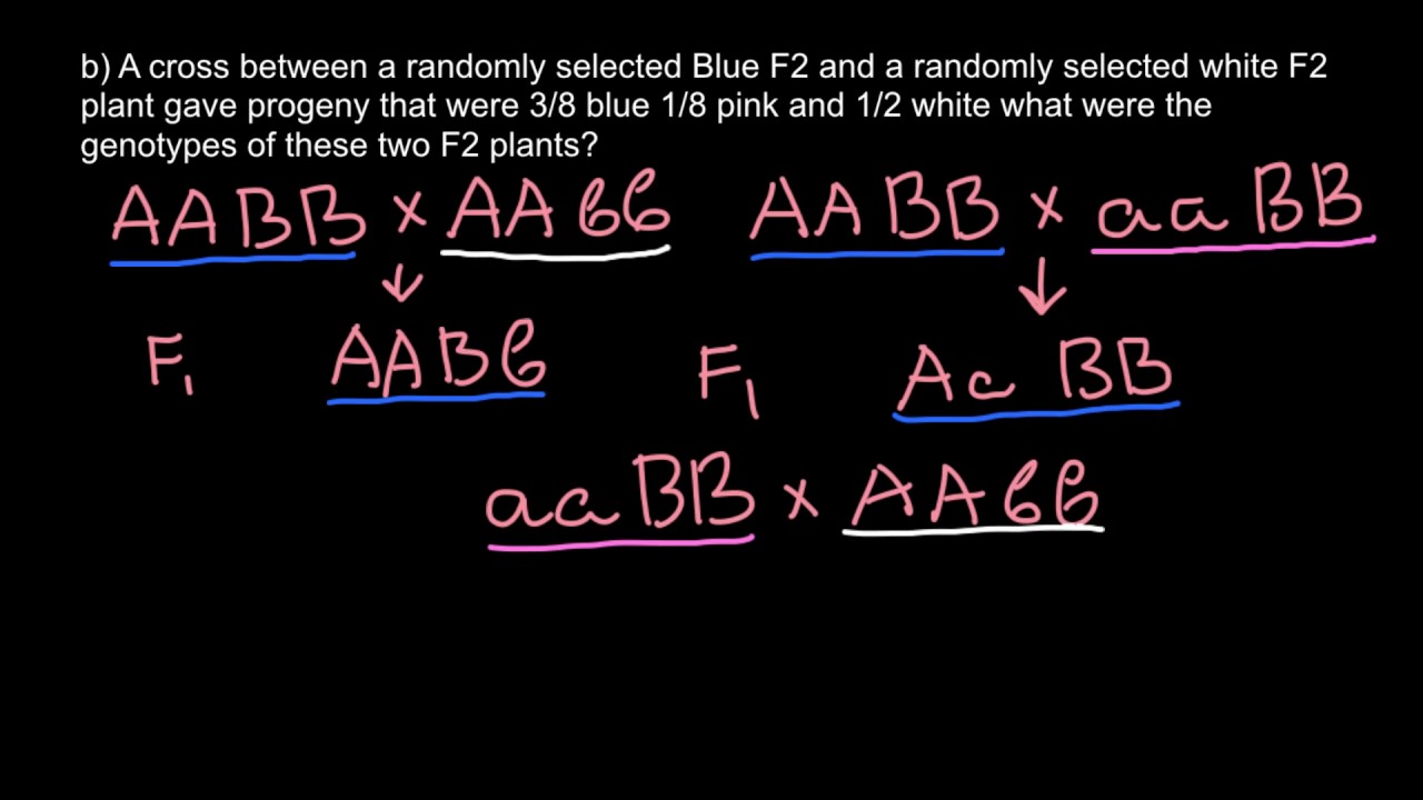 How to analyze and solve advanced genetics problems