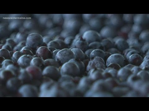 Wild Blueberries linked to brain health