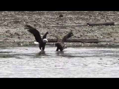 Adult Eagle and fledgling Eagle fishing