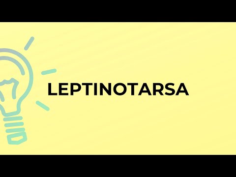 What is the meaning of the word LEPTINOTARSA?