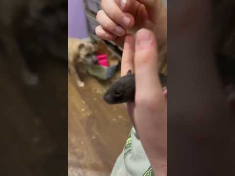Cute rats Names on next short/vid