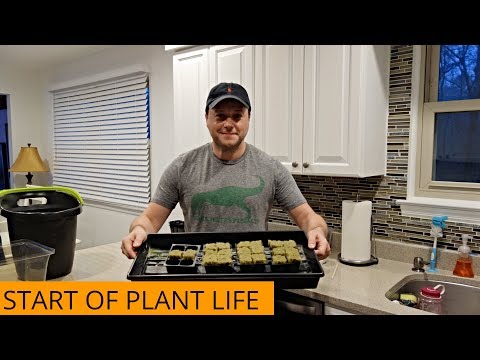 Start of Plant Life (Moving Into Rockwool Cubes)