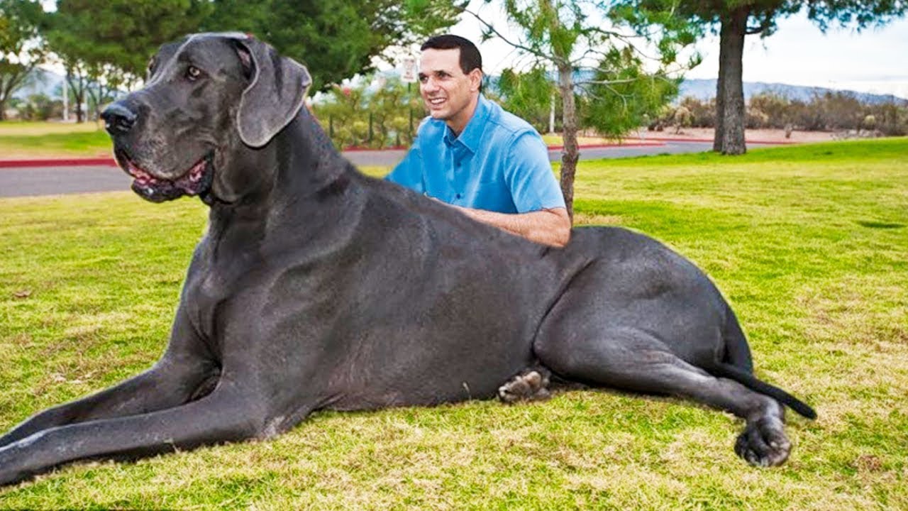 TOP 15 BIGGEST DOG BREEDS IN THE WORLD | Largest Dogs Ever