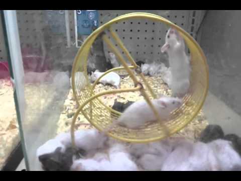 Steam Community :: Video :: Hyper Mice!