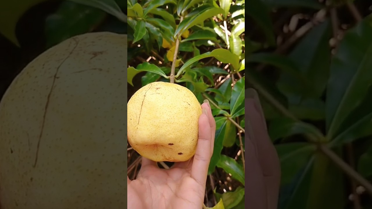 Ternyata Buah Pir Bisa Tumbuh Dan Berbuah Di Indonesia #shorts
