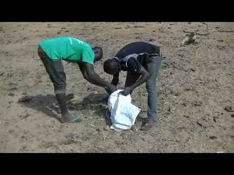 Mixed farming (English)