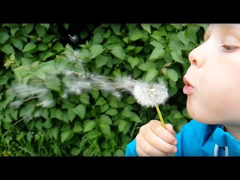 Child Blowing a Dandelion (Slow Motion)
