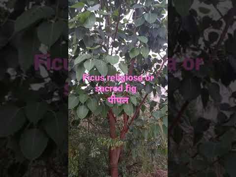 Ficus religiosa or bodhi tree, pippala tree, peepul tree, peepal tree, pipal tree, or ashwattha tree