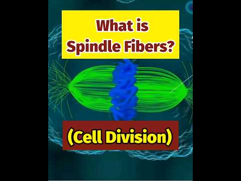 What are Spindle Fibers? | Cell Division | Quick Learn #spindlefibers #biology