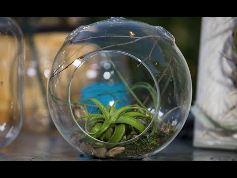 How to Make an Air Plant Terrarium and Vertical Garden with Carlos Franco
