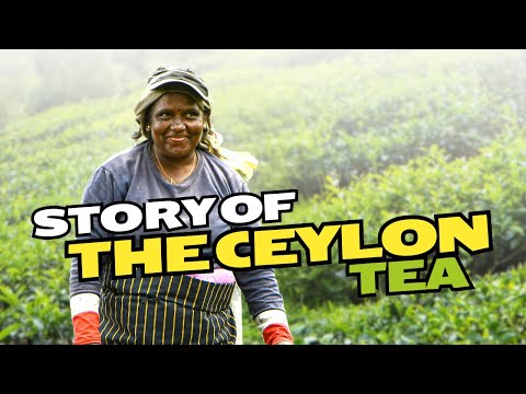 Story Of The Ceylon Tea | This is how the best tea in the world is made