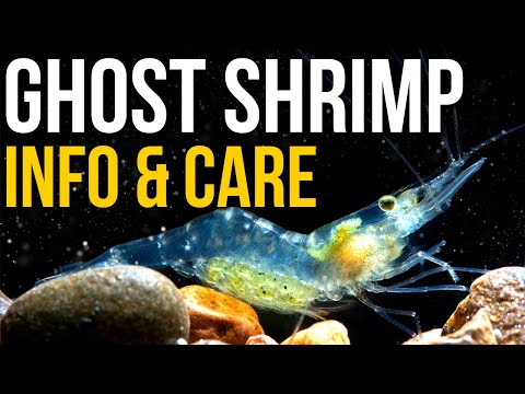 Ghost Shrimp Info And Care | Ghost Shrimp Care Guide!