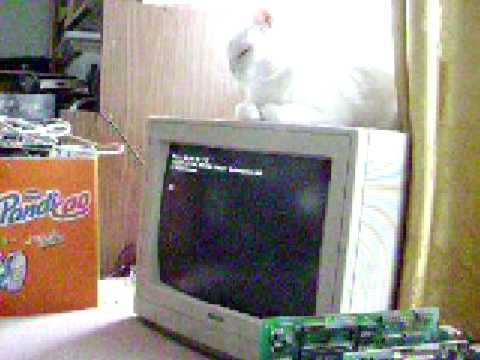 Cenci the 8088 cat
