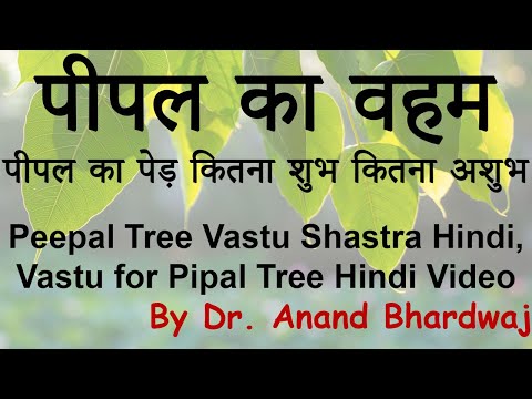 पीपल के पेड़ का वहम, Pipal Tree, पीपल का पेड़ कितना शुभ कितना अशुभ, vastu shastra Tips On Hindi Videos