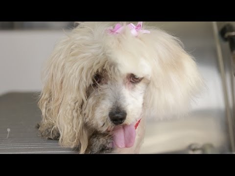Homeless Dog Maggie Finds A FURever Home! Hollywood Grooming ...