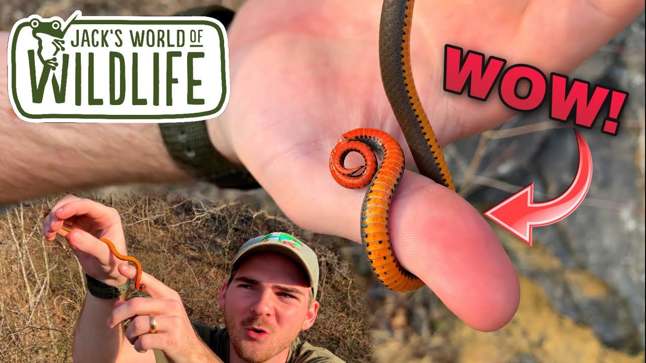 CATCHING Ring-Necked snakes and MORE!