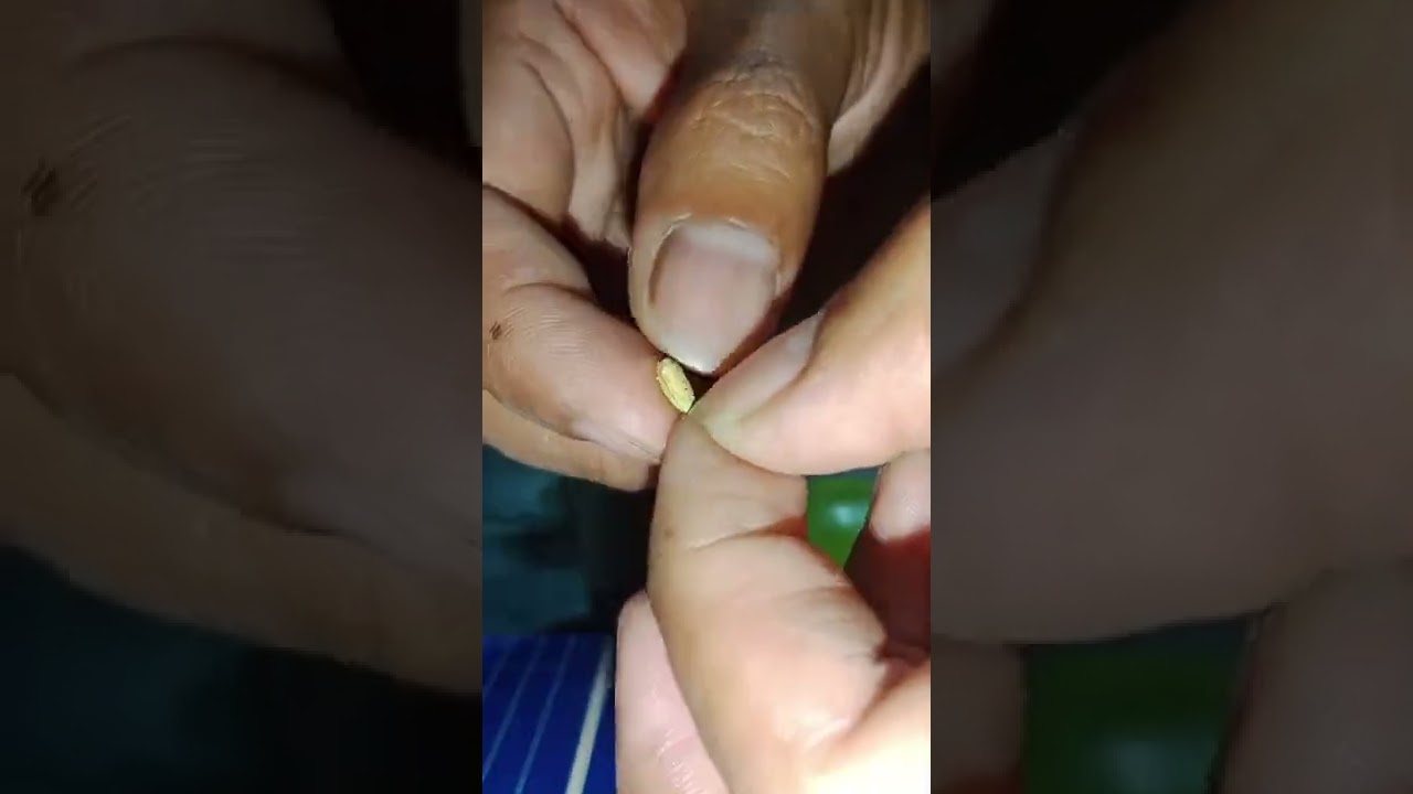 Planting bougainvillea seeds