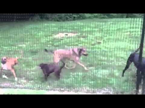 Pet Playgrounds
