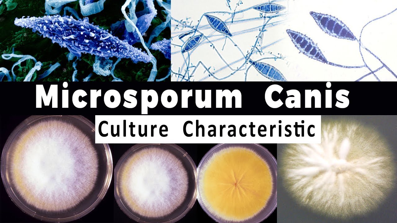 Microsporum Canis Culture Characteristic