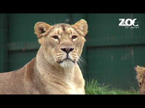 The Zoo TV series: A curious Asian lion cub is introduced to the habitat