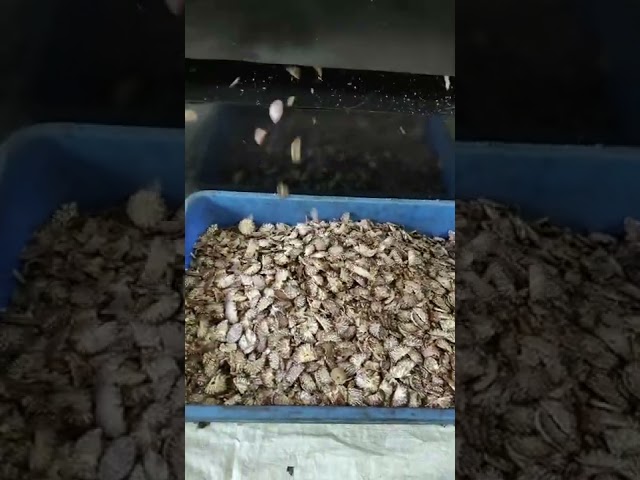 Betel Nut Cutting Machine - Mini Automatic Multi Supari Cutting Machine Manufacturer from Rajkot