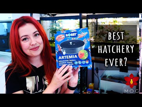 Easiest way to hatch brine shrimp! NO bottles, NO air stone! Hobby Hatchery Review (not sponsored)