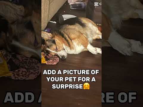 My dog as a cartoon dog โค๏ธ#dogs #cute #corgi #sad if you know