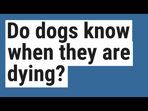 Do dogs know when they are dying?
