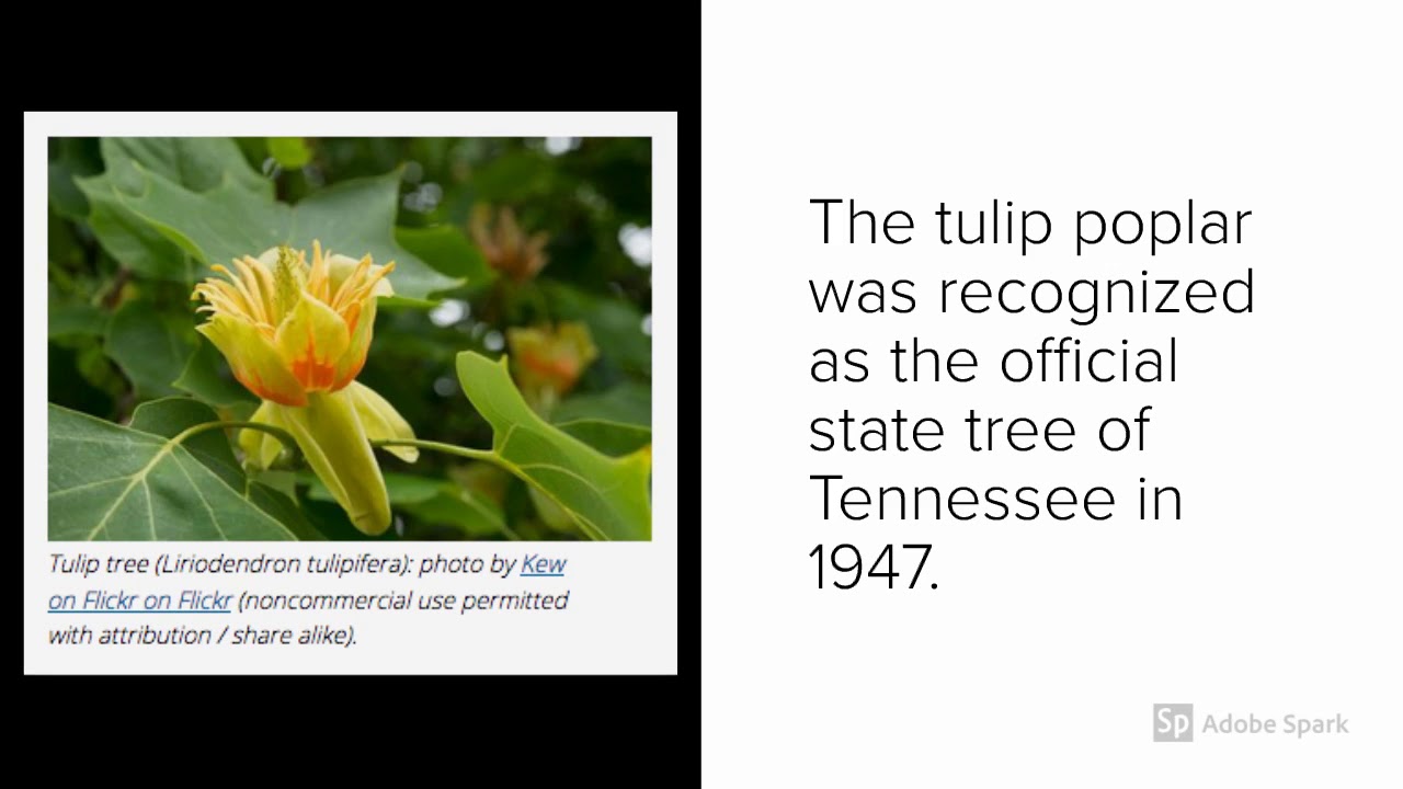 Tennessee State Tree