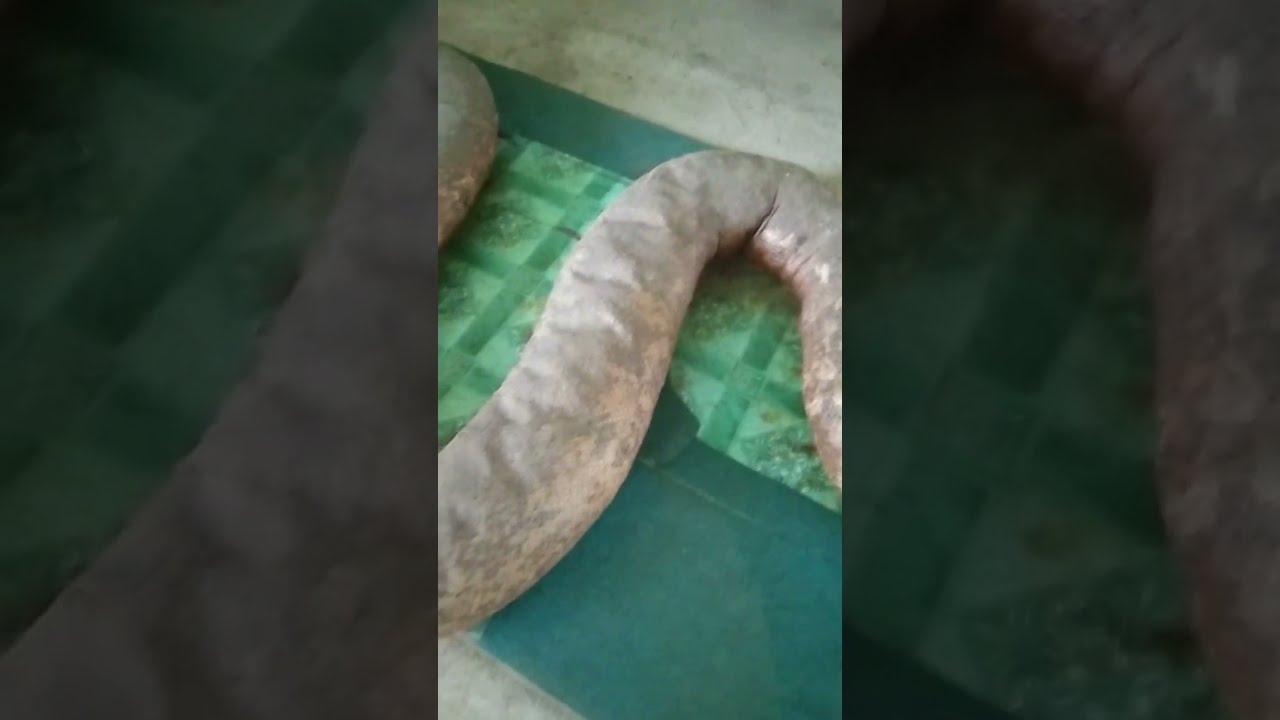 The 10 years dead giant python not became skeleton#python#giant#shorts#viral