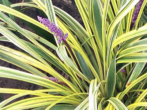 Dressing Up Your Garden with Liriope