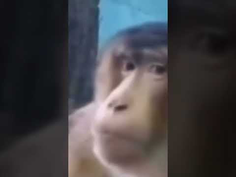 Side eye monkey memeππ