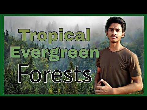 Tropical Evergreen forests explained in hindi | forest in hindi