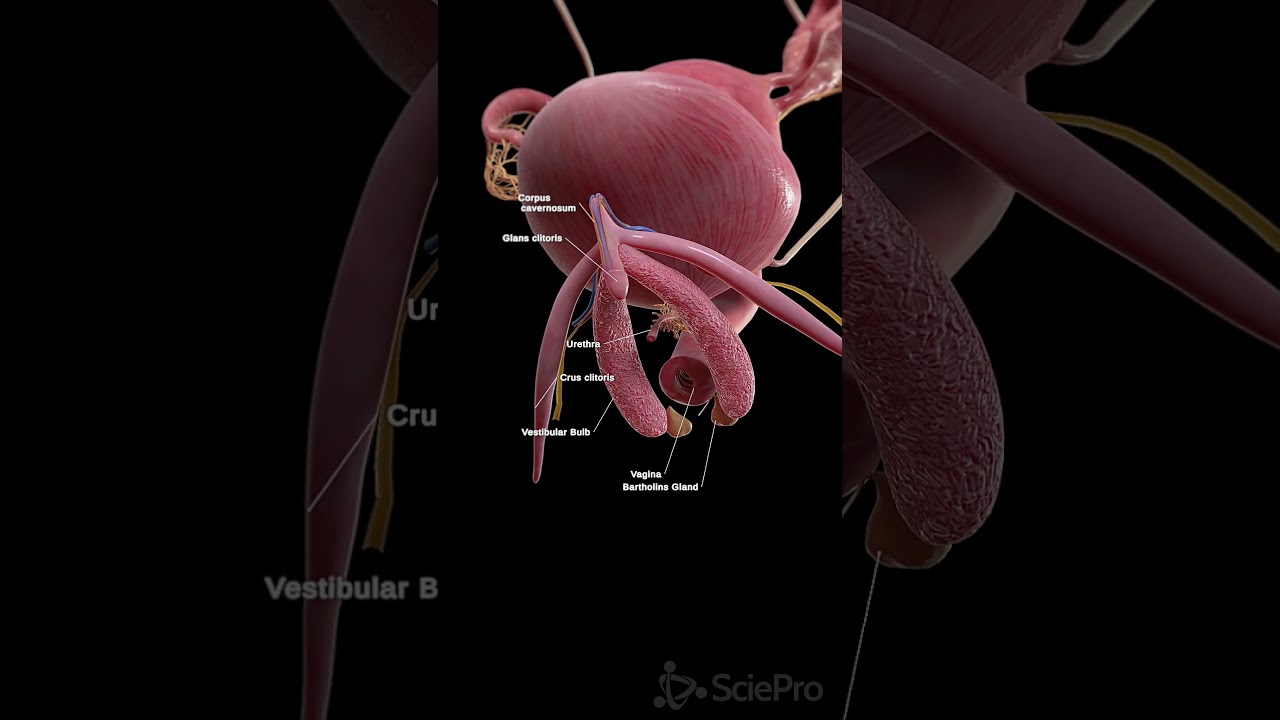🌸 The Clitoris: A Complex and Vital Part of Female Anatomy 🌸