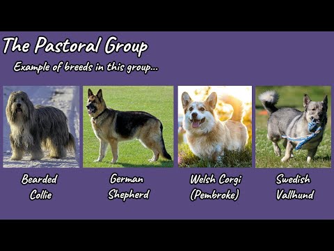 Dog Breeds: The Pastoral Group (Extract from "The 7 Dog Breed Groups")