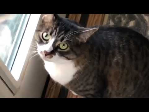 Steam Community :: Video :: Happy Tabby Tuesday with Jade