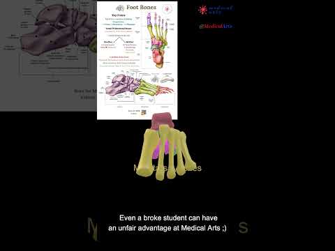 Know your foot anatomy like never before! 🦶 Foot Bones Video
