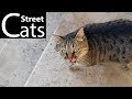 Gray Cat Meowing Very Loudly Watch HD Mp4 Video Download Free