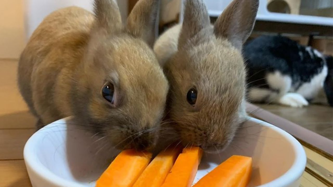 Adorable Baby Rabbit | Baby Bunnies Eating Carrots | Dinner Time