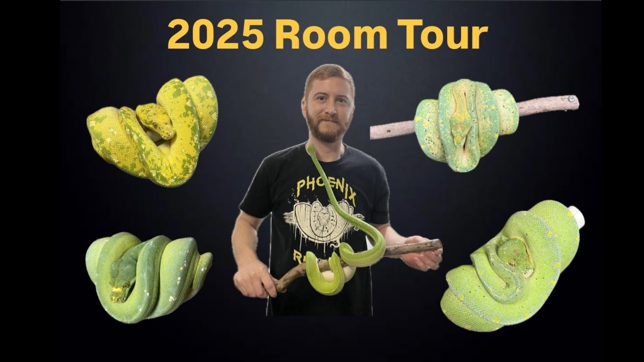 2025 Green Tree Python Room Tour