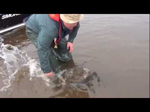 30lbs Lower Humber Salmon