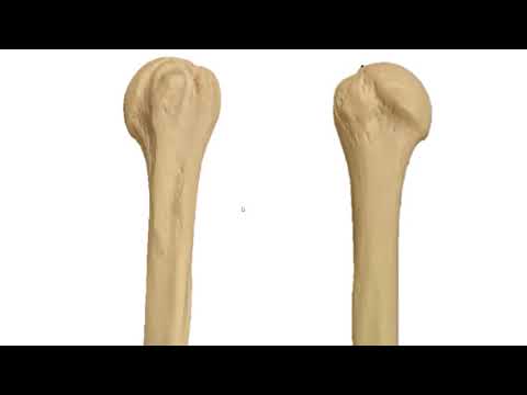 Quiz: Scapula, Humerus, Radius, Ulna