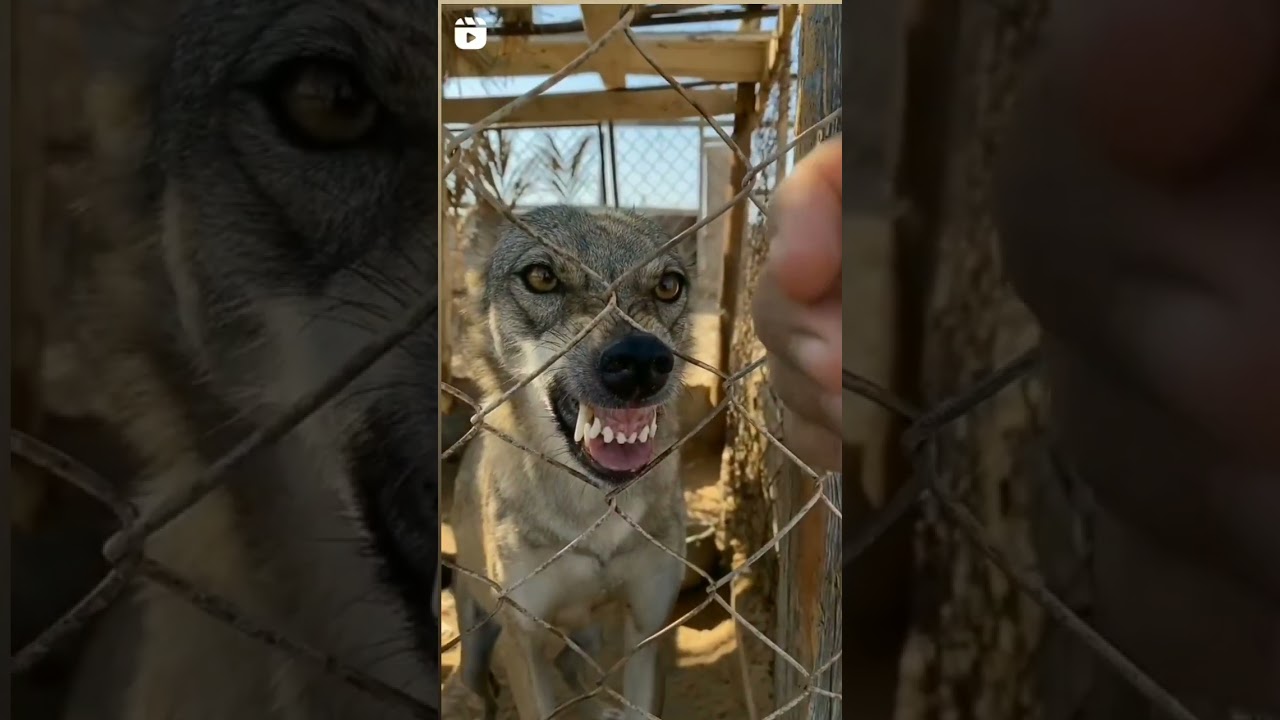 😠 angry wolf 🐺 || #angry #wolf ||