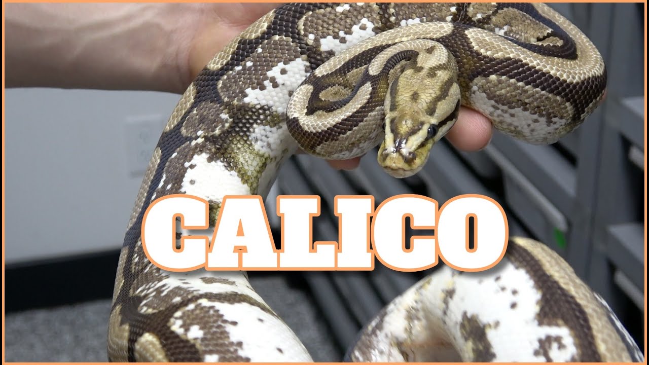 Showcase Saturday! Calico Ball Pythons!