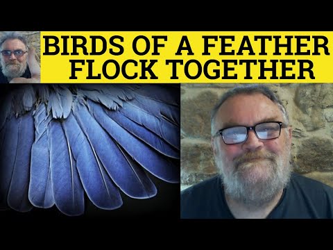 🔵 Birds of a Feather Flock Together Until the Cat Comes Meaning - Adages - Define Birds of a Feather