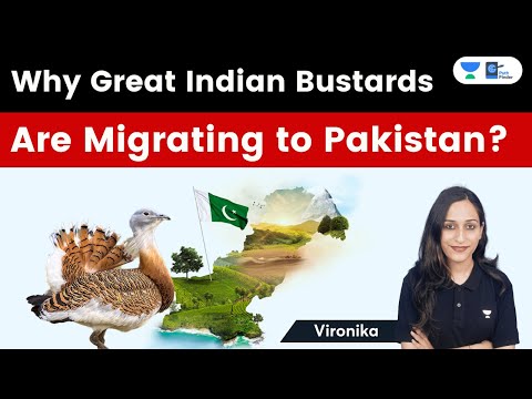 Why Great Indian Bustards Are Migrating to Pakistan? | Vironika