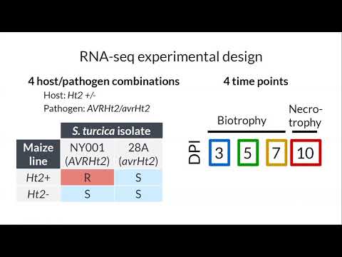 Wiesner-Hanks: Host, pathogen and machine: ... views of the maize-Setosphaeria turcica pathosystem