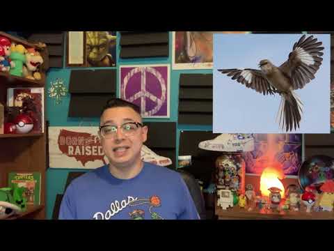 Mockingbird | Symbolism | Possible Spiritual Meanings | A Friday Podcast Clip w/ Chris Chaos