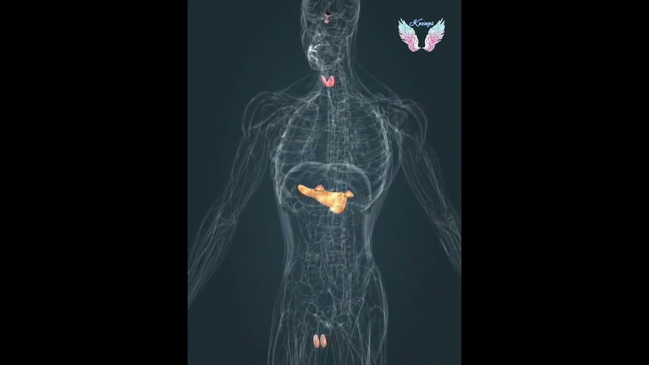 Human Endocrine System in 3d